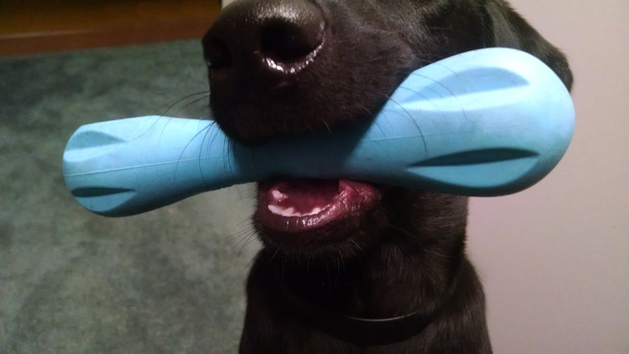 “Toothless” | Raising a Genius Puppy